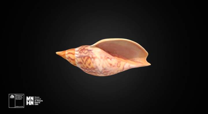 Ericusa sowerbyi 1025 - Curriculum Nacional. MINEDUC. Chile.